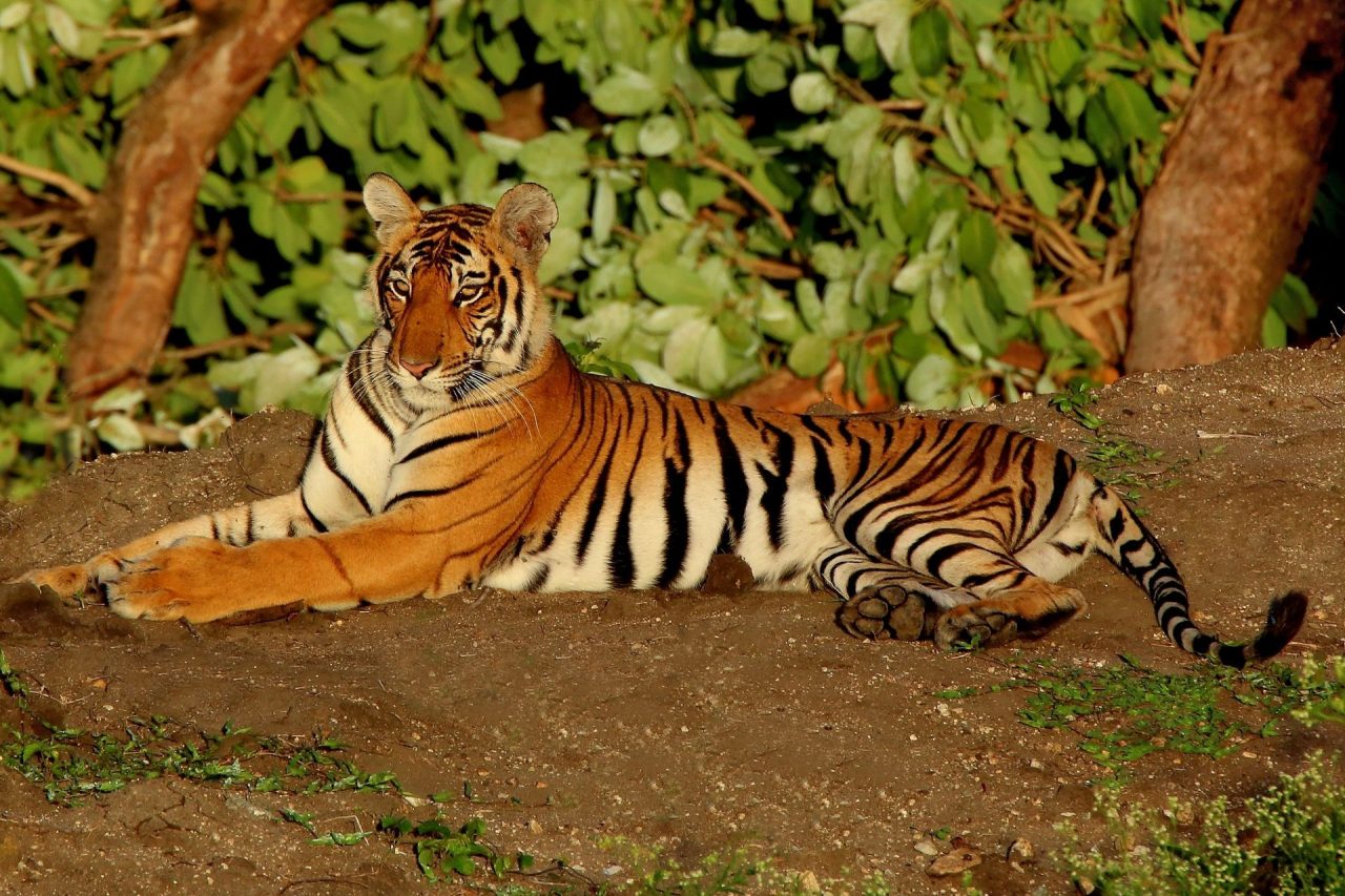 Bandipur Tiger Reserve (Timings, Entry Fee & Safari) - Holidays DNA 2024