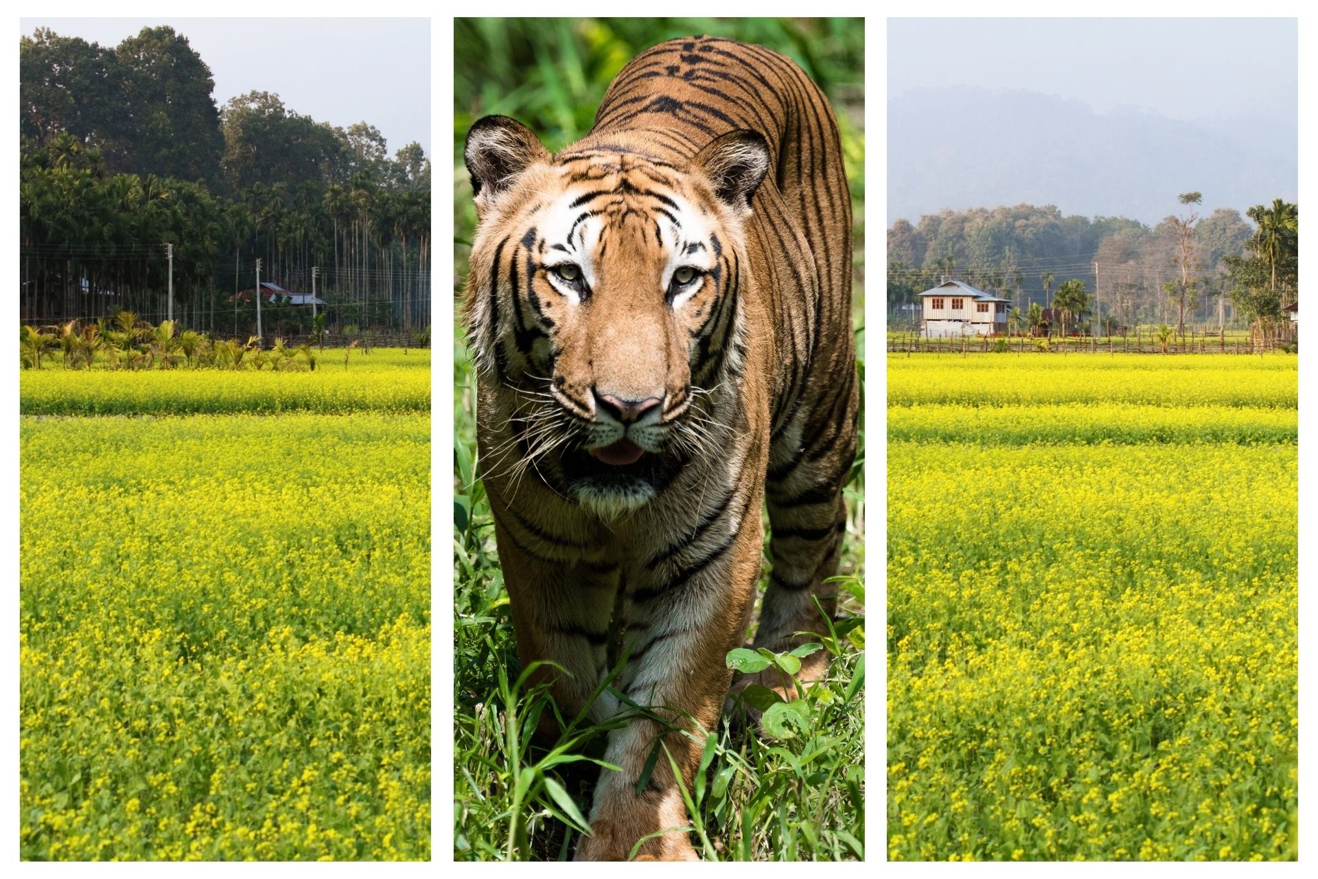 Top 26 Tiger Reserves of India [Updated 2024 ] - Holidays DNA