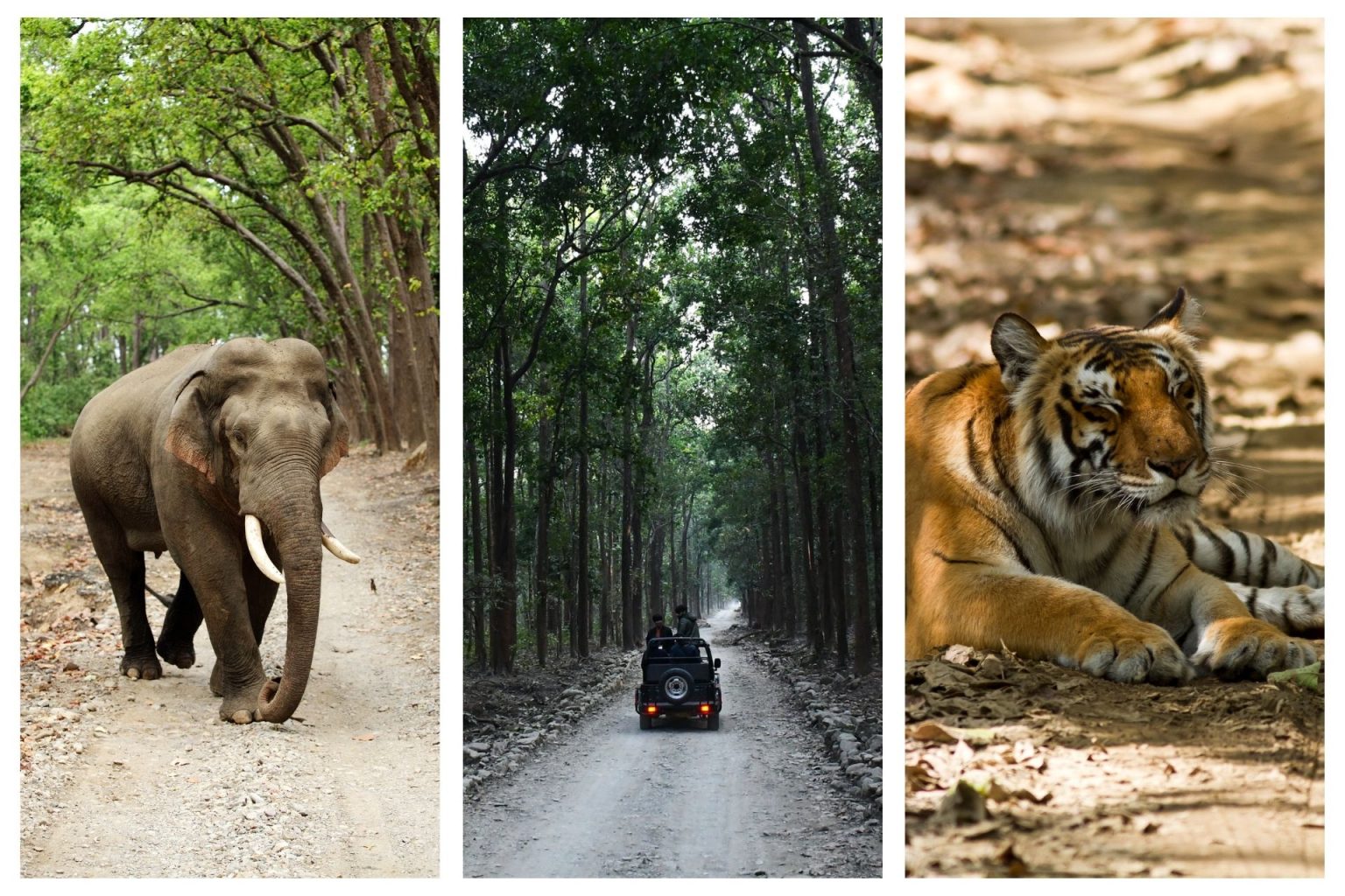 Top 26 Tiger Reserves of India [Updated 2024 ] - Holidays DNA