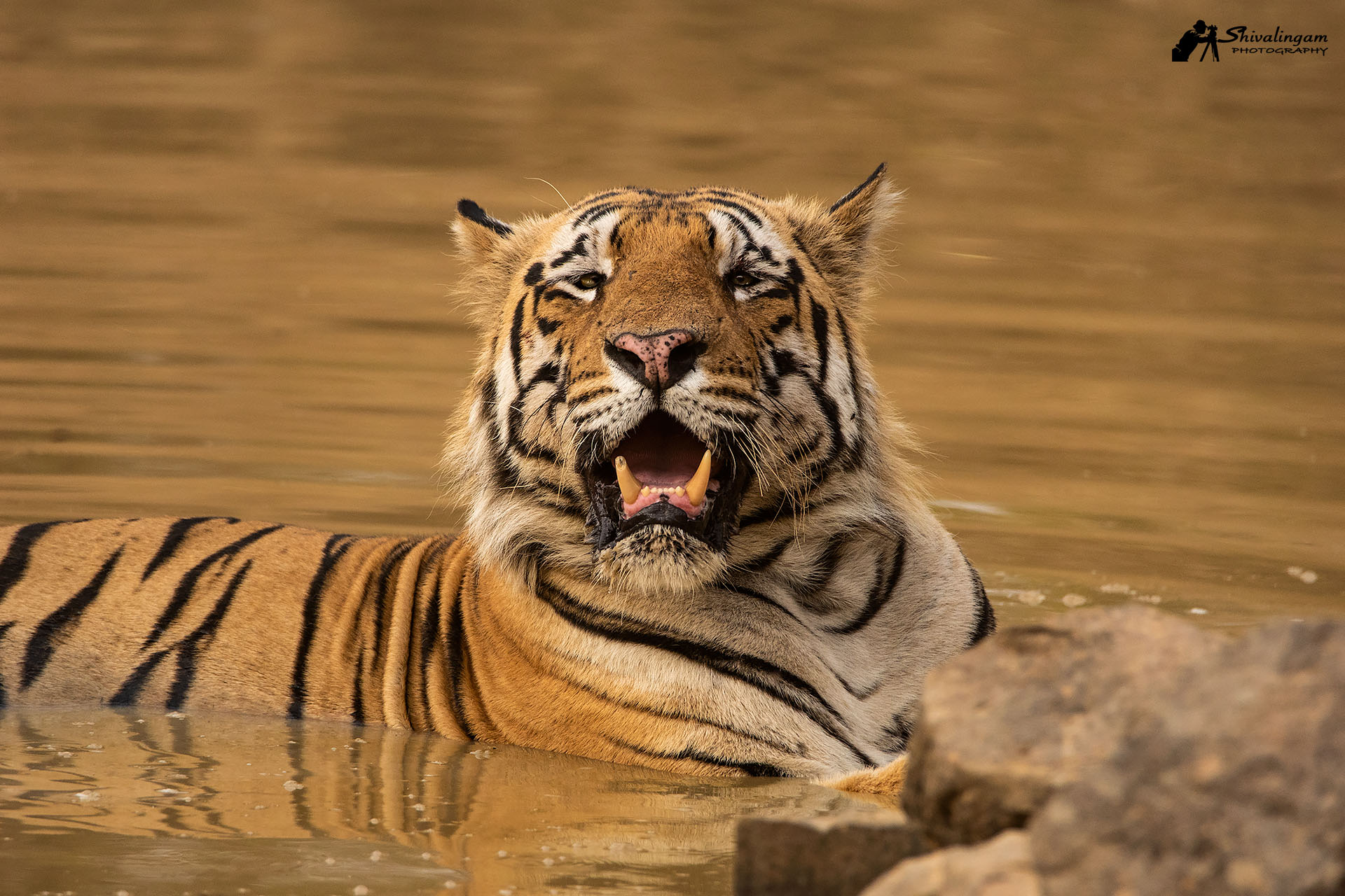Tadoba Andhari Tiger Reserve [Timings, Safari & Entry Fee 2025]